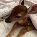 Profile - fawni | Orders