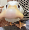 个人档案 - Swedish_Goose